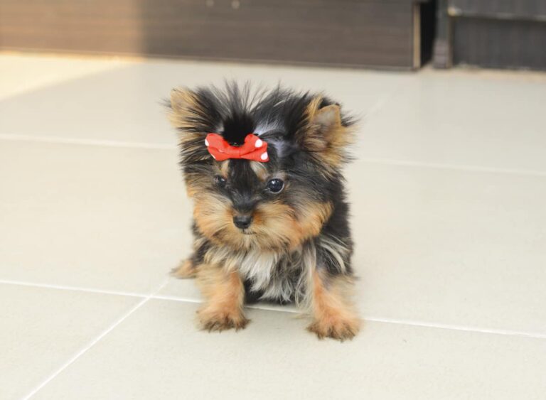 Teacup Yorkies For Adoption - Pets Breeder