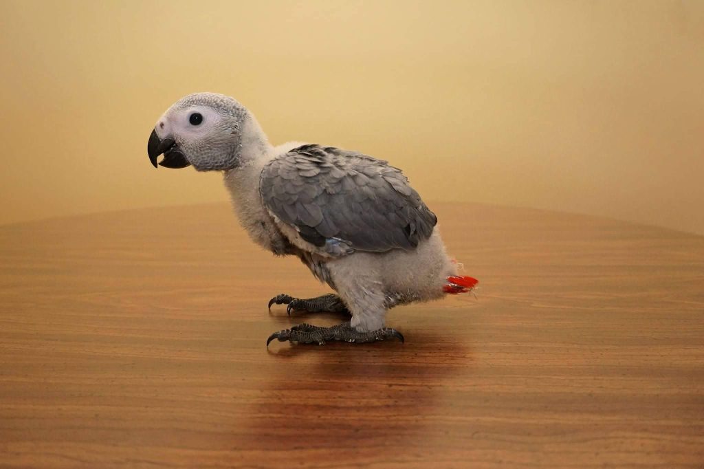 Baby African Grey Parrots For Sale- Pets Breeder Buy now!!