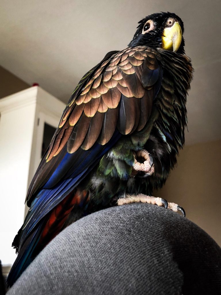 Bronze-Wing Pionus parrots For Sale - Buy Cheap Parrots- Pets Breeder