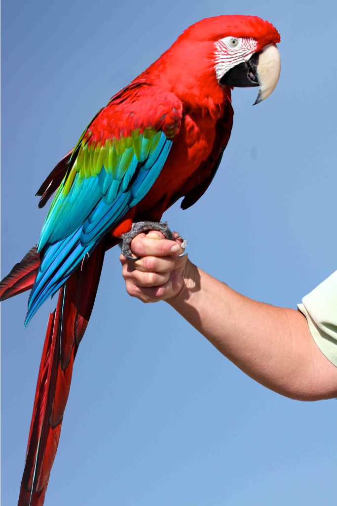 Green Wing Macaw Parrots For Sale - Cheap macaws- Pets Breeder