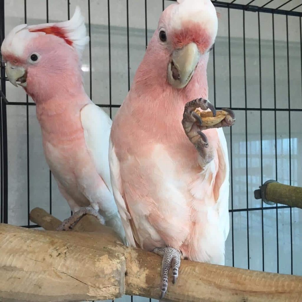 Major Mitchell Cockatoos Parrot For Sale - Pets Breeder - Mitchell ...