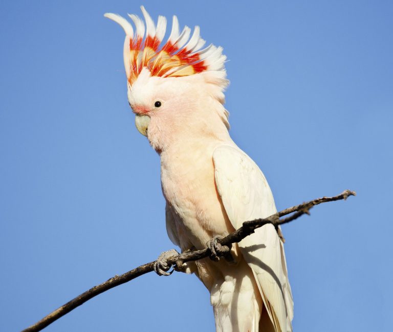 Major Mitchell Cockatoos Parrot For Sale - Pets Breeder - Mitchell ...