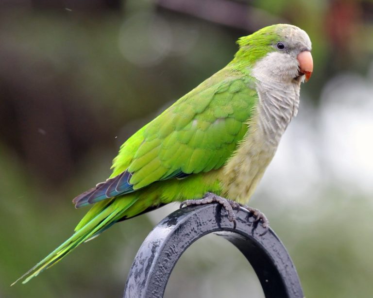 Quaker Parrots For Sale - Cheap Parrots for sale - Pets Breeder