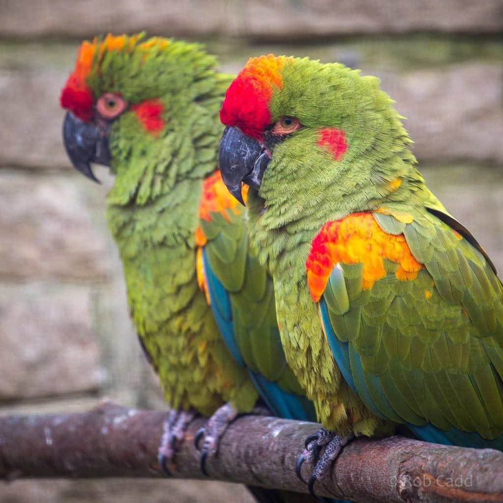 Red Front Macaw Parrots For Sale - Buy Cheap Macaws- Pets Breeder