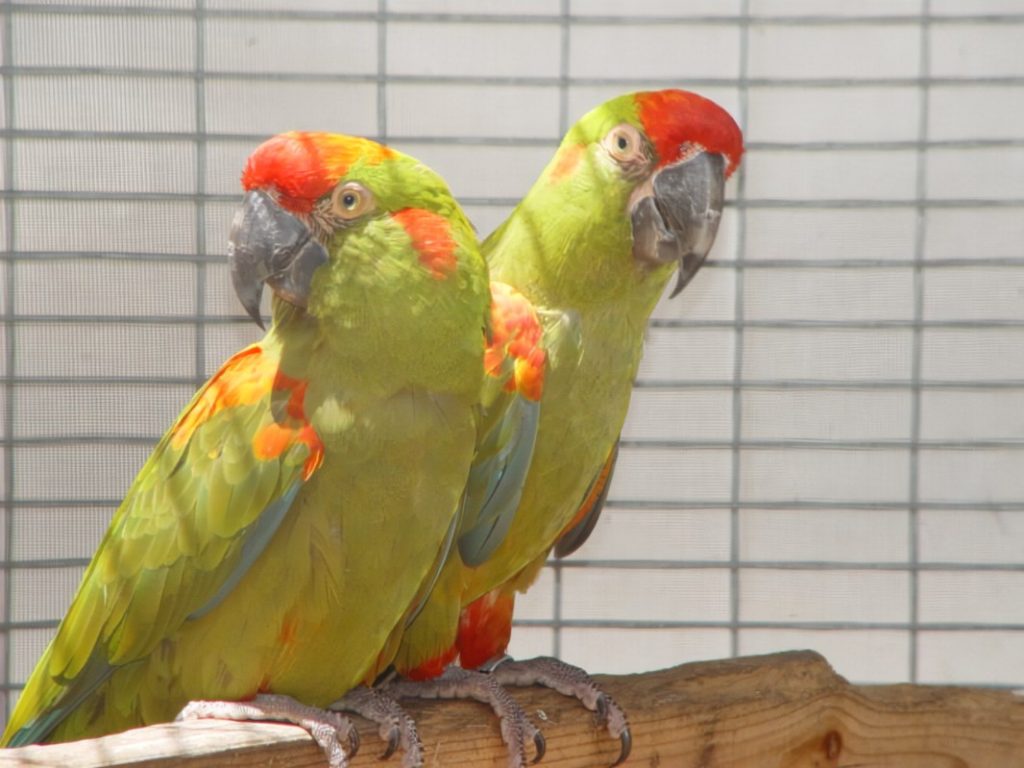 Red Front Macaw Parrots For Sale - Buy Cheap Macaws- Pets Breeder