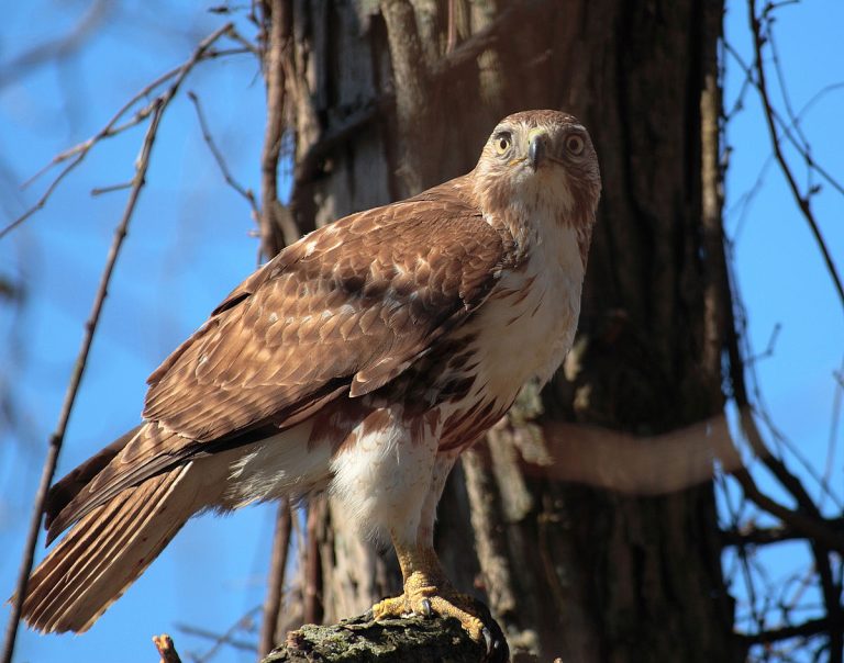 Red tailed Hawk For Sale - Pets Breeder