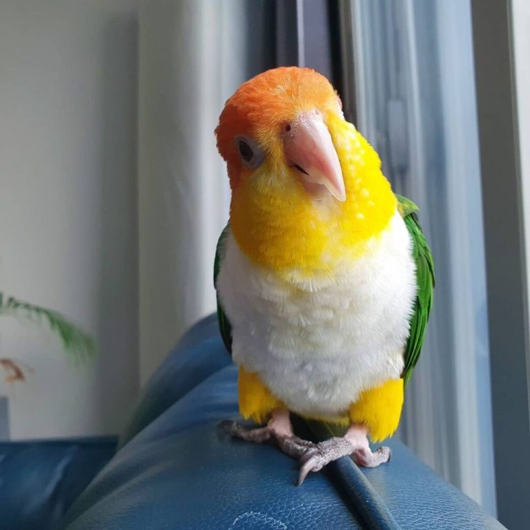 White Bellied Caiques Parrot For Sale Pets Breeder - ORDER NOW