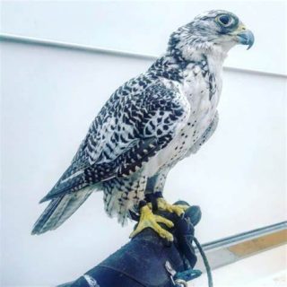 Winged Predators Falcon for sale - Pets Breeder