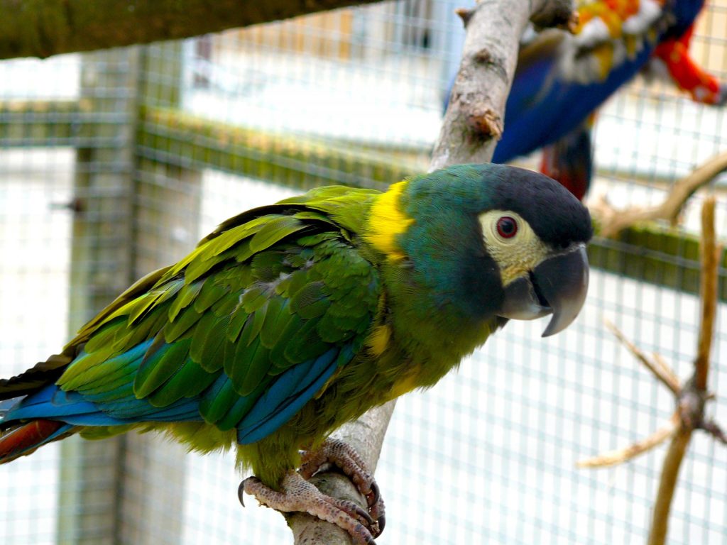Yellow Collar Macaw Parrots For Sale - Buy macaw birds - Pets Breeder