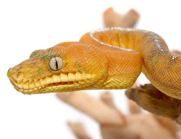 Baby Amazon Basin Emerald Tree Boa - Pets Breeder