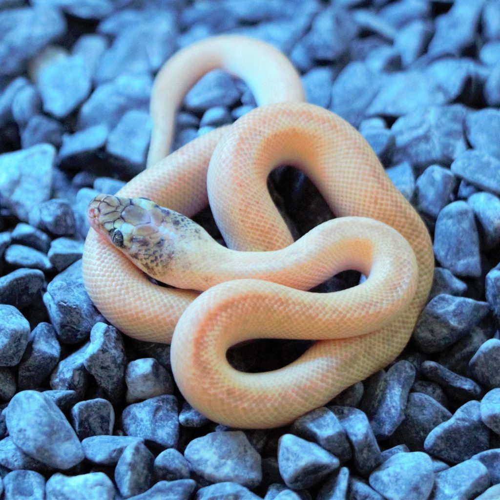 Marbled Children's Pythons For Sale - Pets Breeder