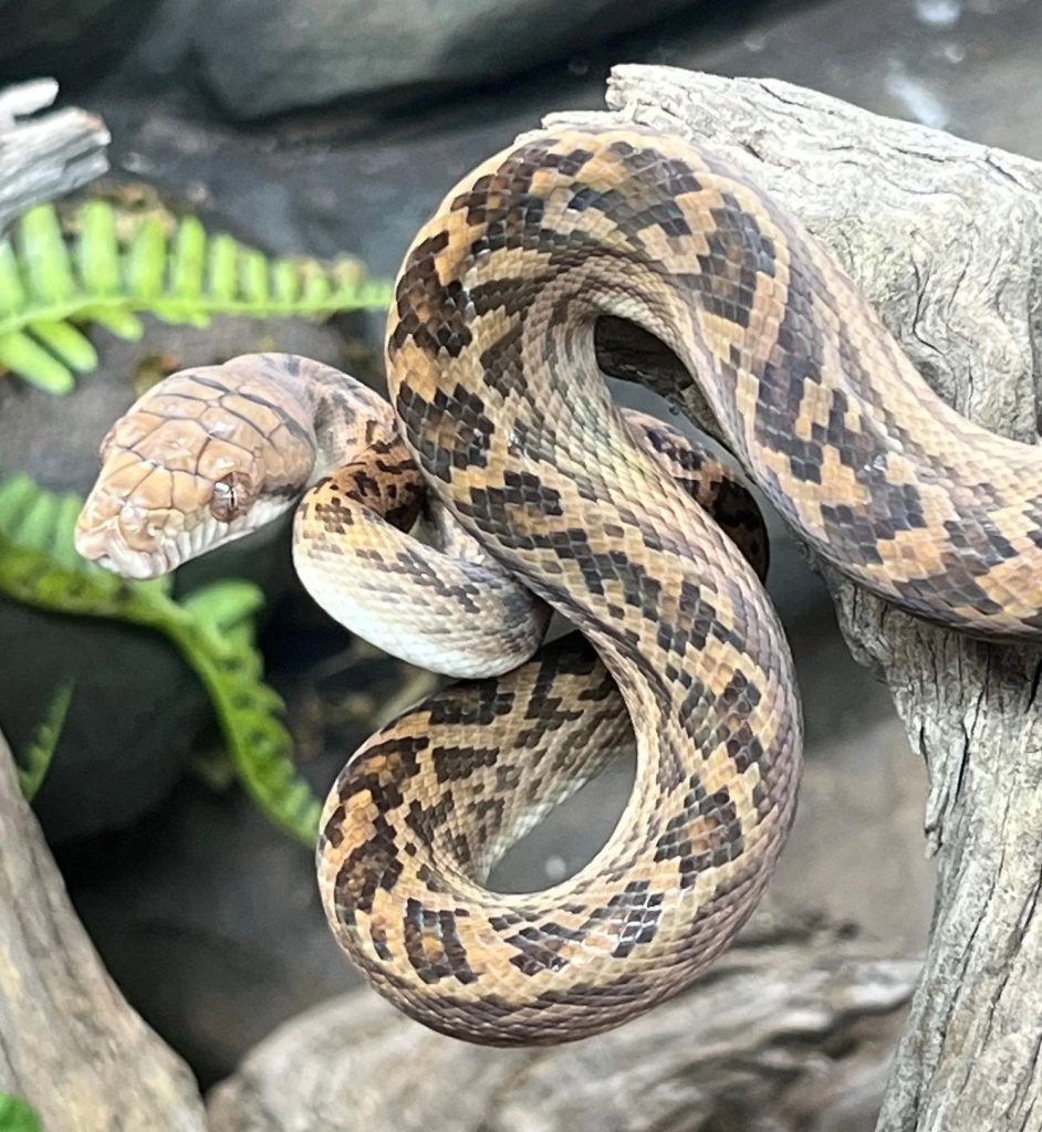 Scrub Pythons For Sale - Pets Breeder