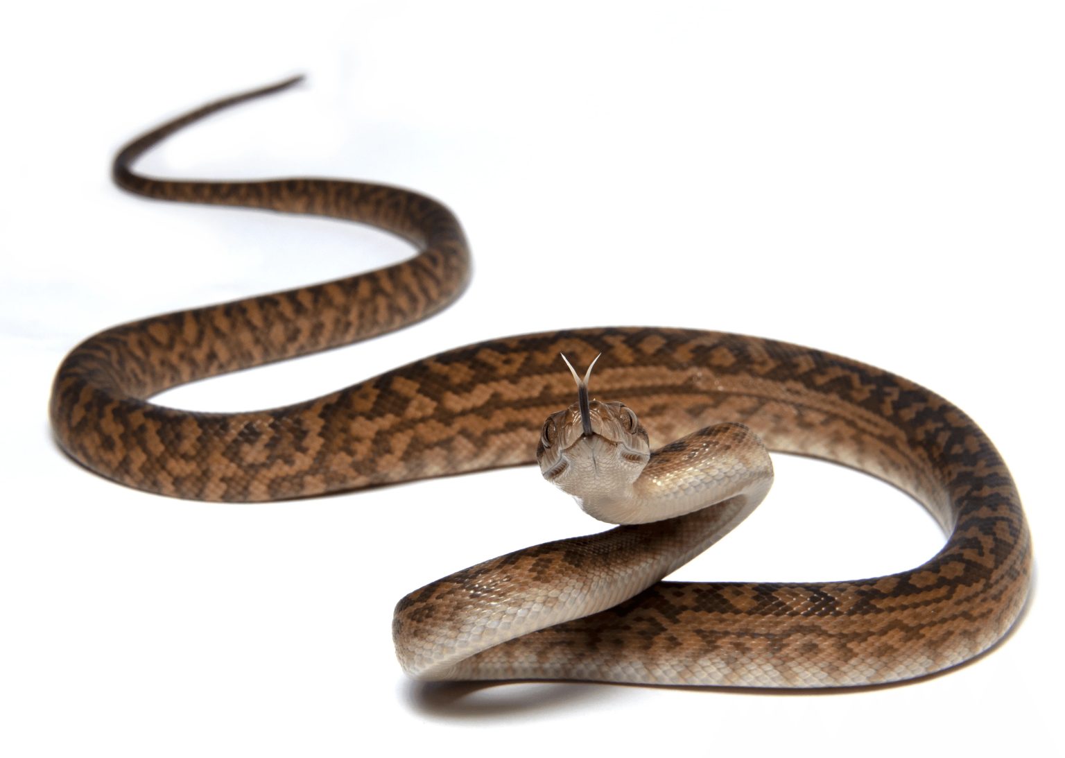 Scrub Pythons For Sale - Pets Breeder